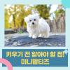 키우기 전 알아야 할 점 미니말티즈 네이버 블로그